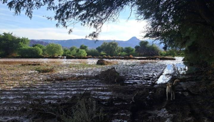 Crecida del río Calchaquí | Productores salteños lamentan pérdida total ...
